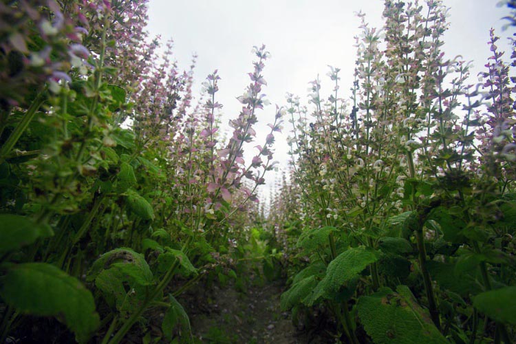 Farm Facts About Sage