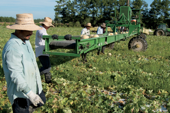 Farmers Grow Melons With Modern Growing Methods